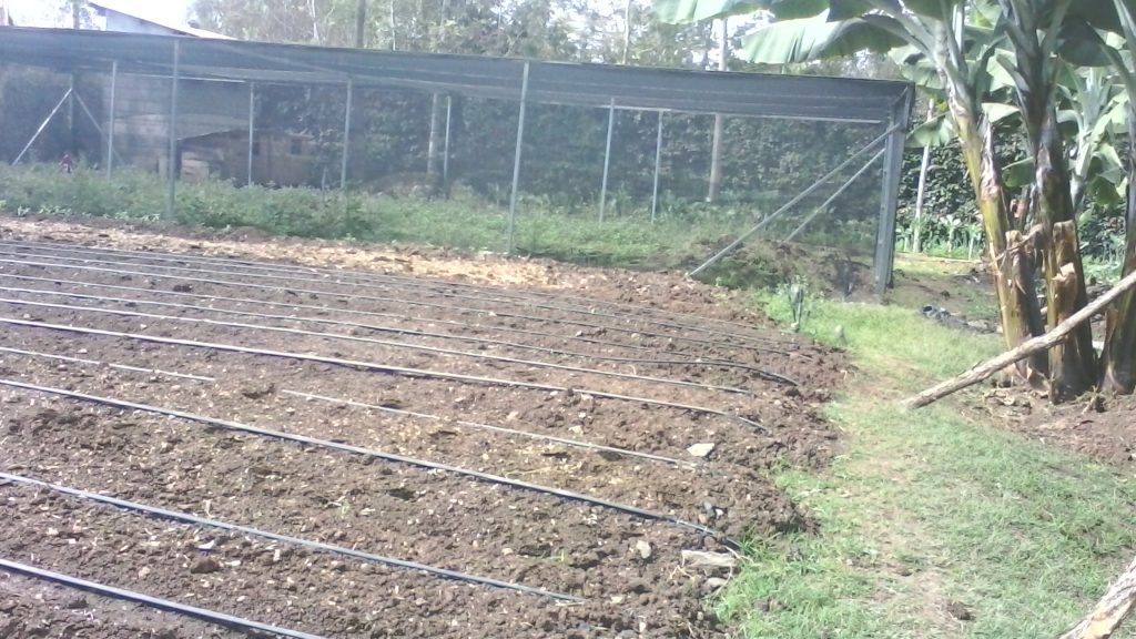 Shade Net Farming – aceagriculture.co.ke